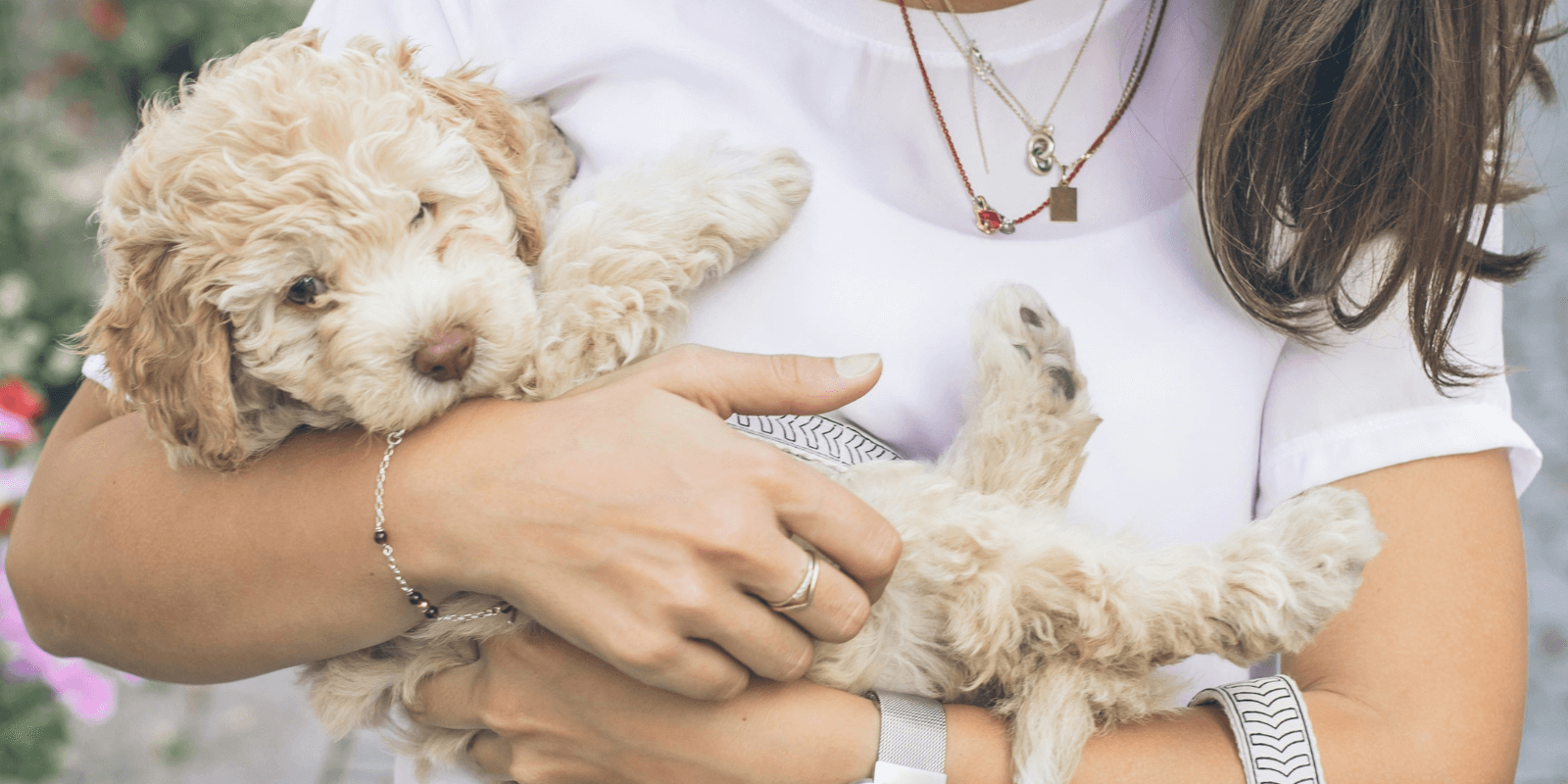 Inflammatory Bowel Disease (IBD) in Dogs: Signs & Treatment