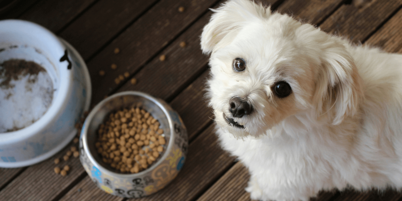 Inflammatory Bowel Disease (IBD) in Dogs: Signs & Treatment