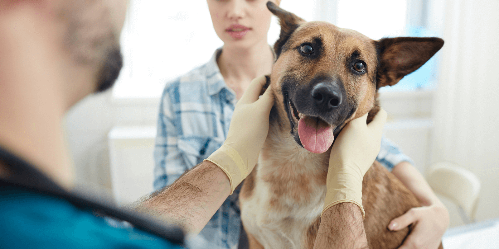 How Often to Brush Dog Teeth? Tips for a Healthy Smile
