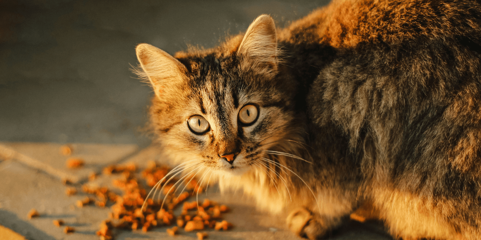 Cat Eating Less Than Usual? - 9 Possible Causes