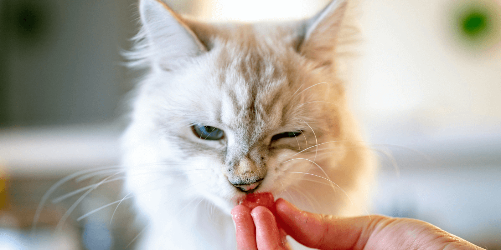 Cat Eating Less Than Usual? - 9 Possible Causes
