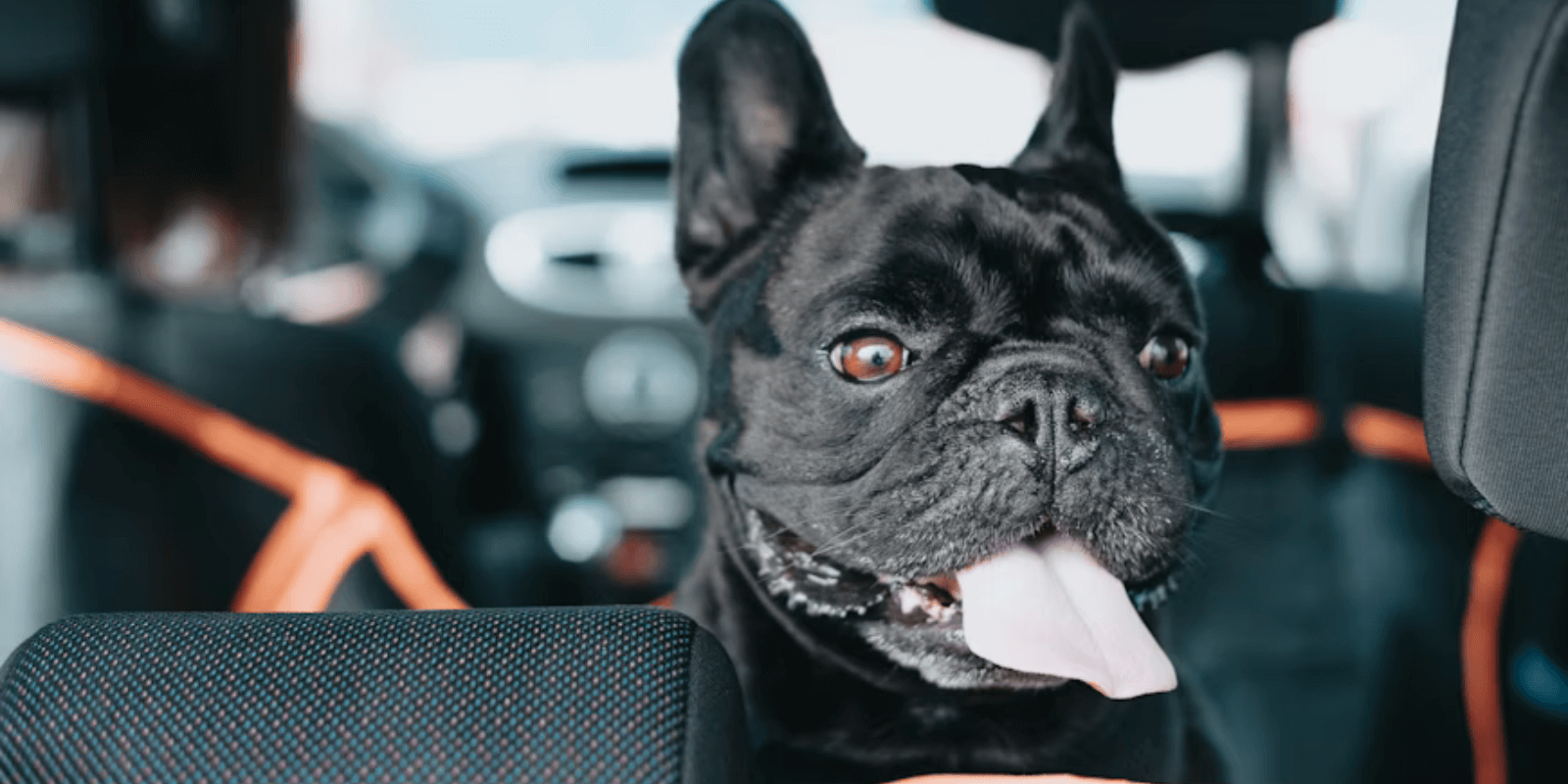 Everything You Need to Know about Frenchies!