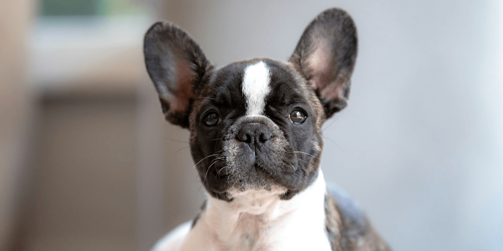 Everything You Need to Know about Frenchies!