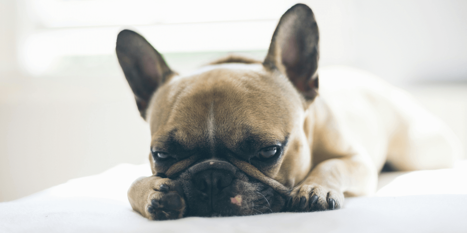 Everything You Need to Know about Frenchies!