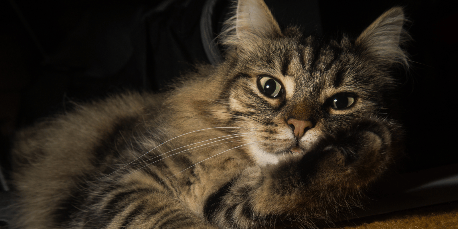 12 Quirky Pet Behaviours and What They Mean
