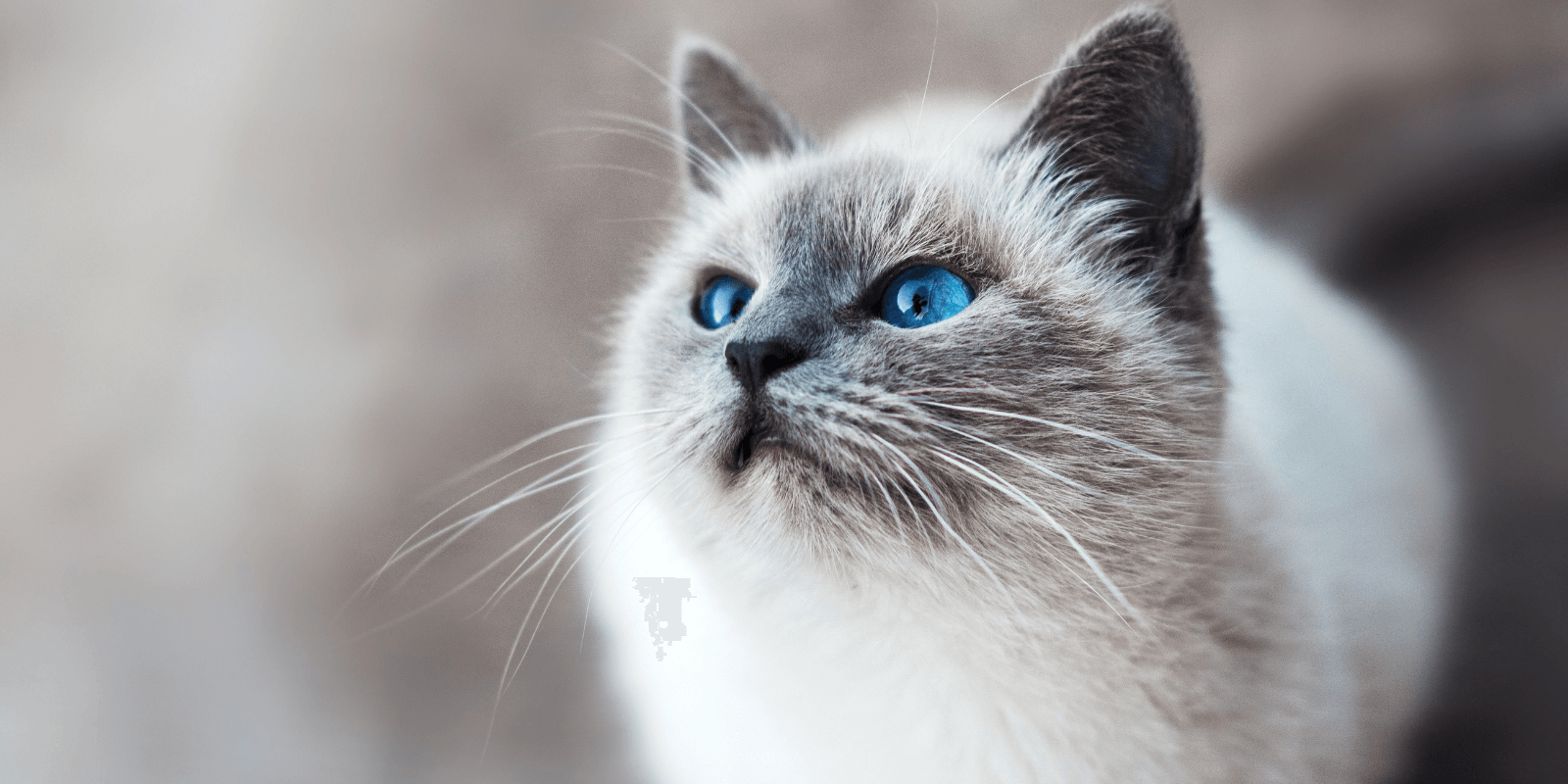 Complete Guide to Cat Constipation: Symptoms & Remedies