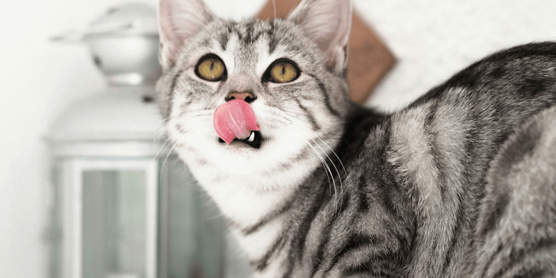 Complete Guide to Cat Constipation: Symptoms & Remedies