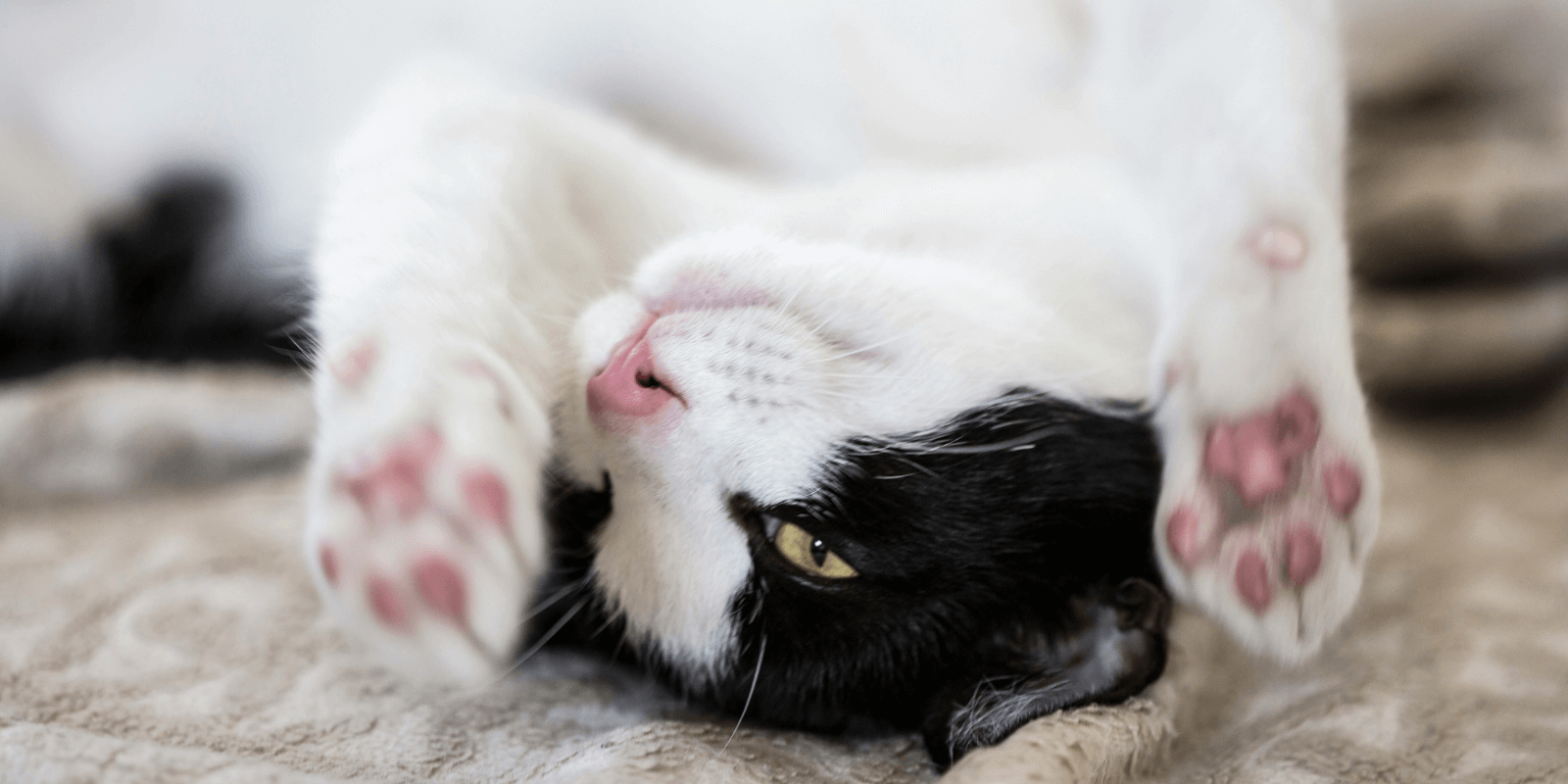 Complete Guide to Cat Constipation: Symptoms & Remedies