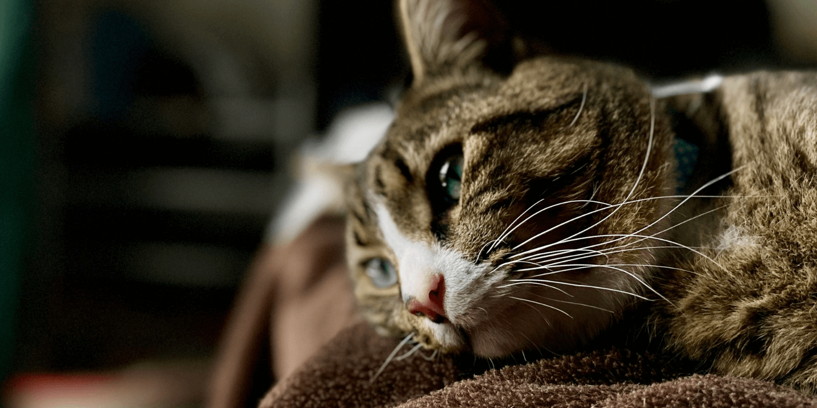 What Plants are Toxic to Cats? (& How to Avoid Them)