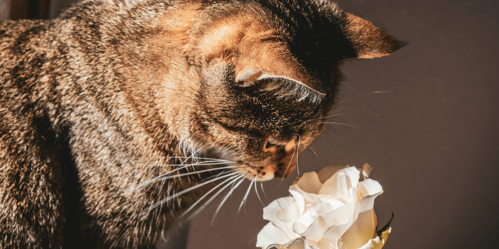 What Plants are Toxic to Cats? (& How to Avoid Them)
