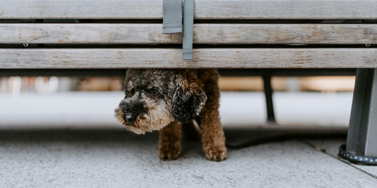 Why is My Dog Shaking? - 8 Common Causes