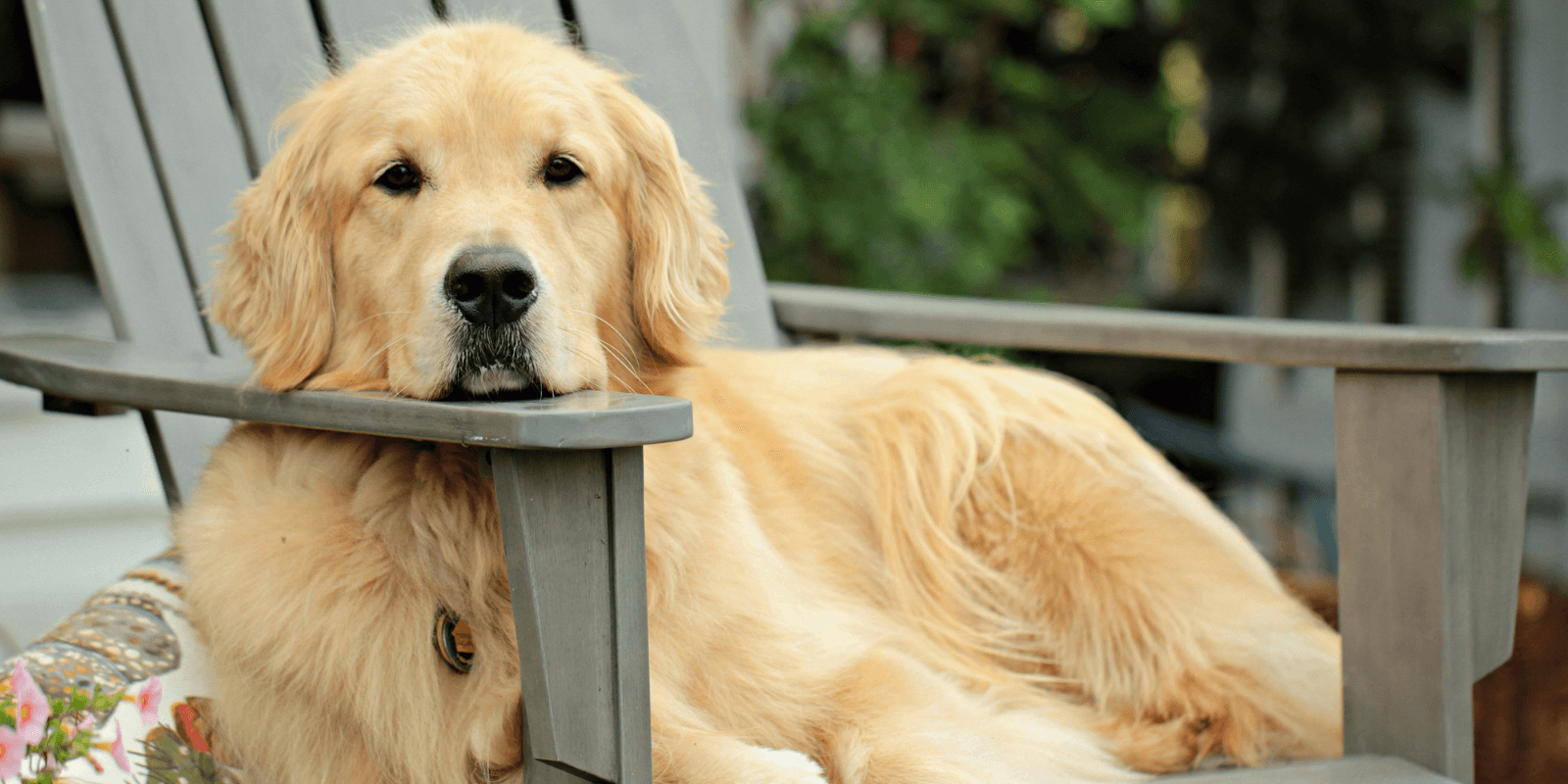 14 Most Common Golden Retriever Health Issues