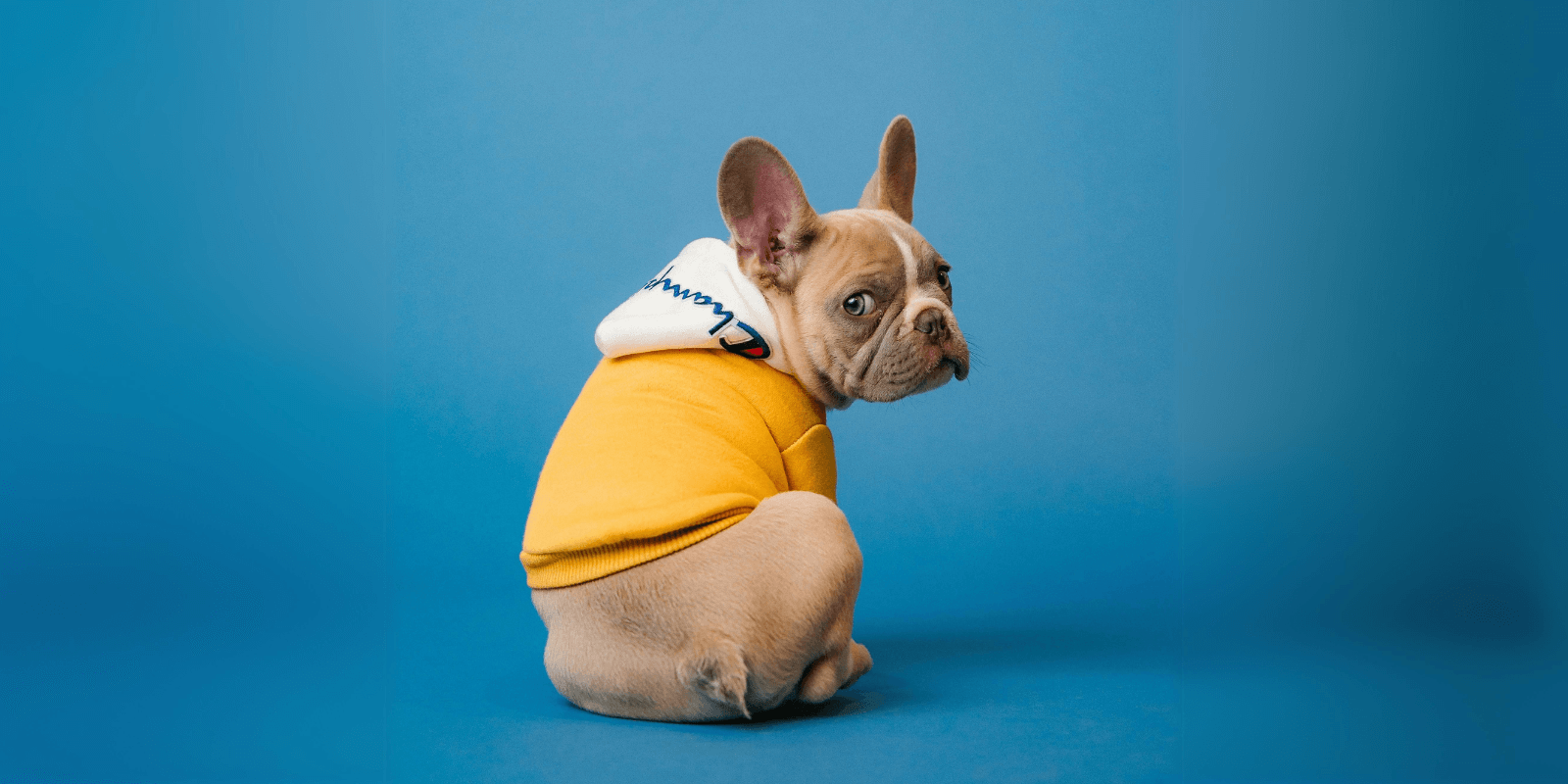 QUIZ: What Dog Breed Fits Your Personality?