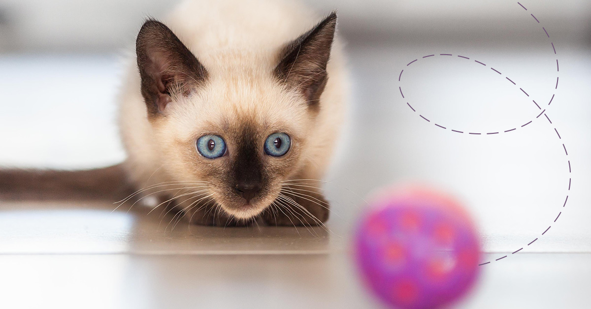 Affordable Cat Insurance - Canada | Furkin