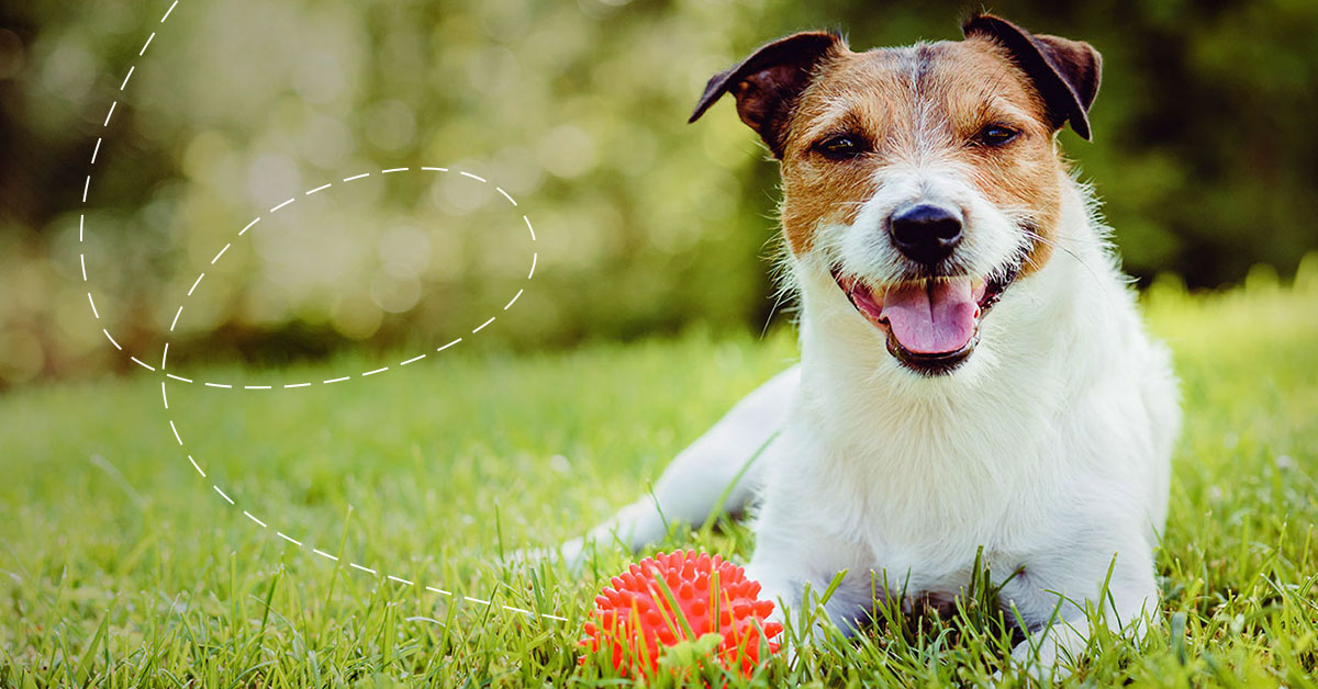 Furkin | Affordable & Comprehensive Dog Insurance in Canada